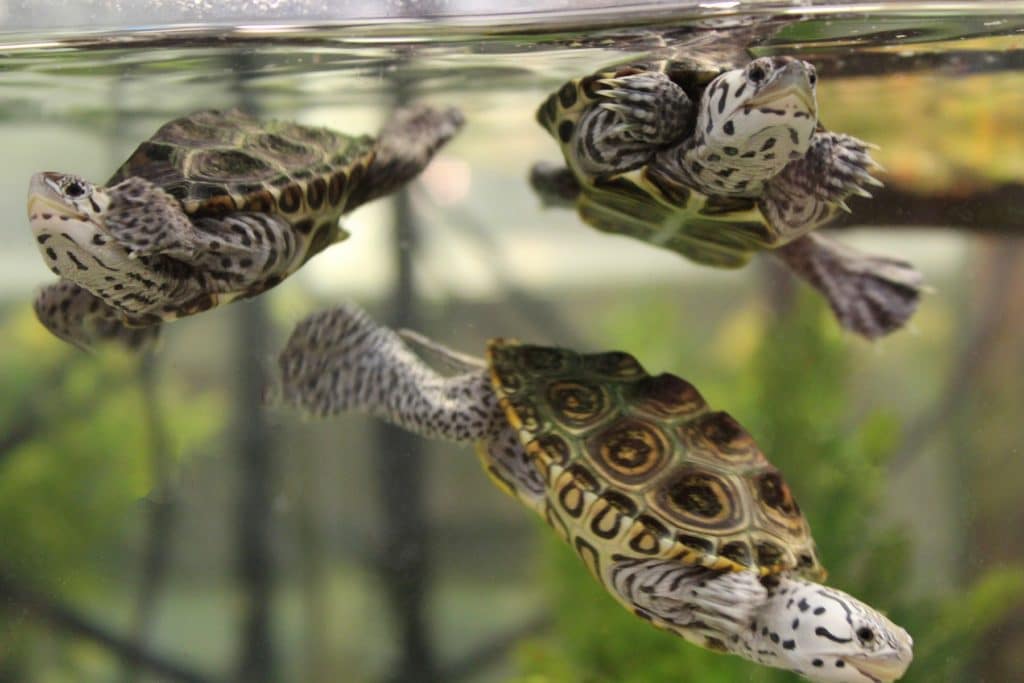 International Turtle and Tortoise Week – 2026 | Zoo Med Laboratories, Inc.