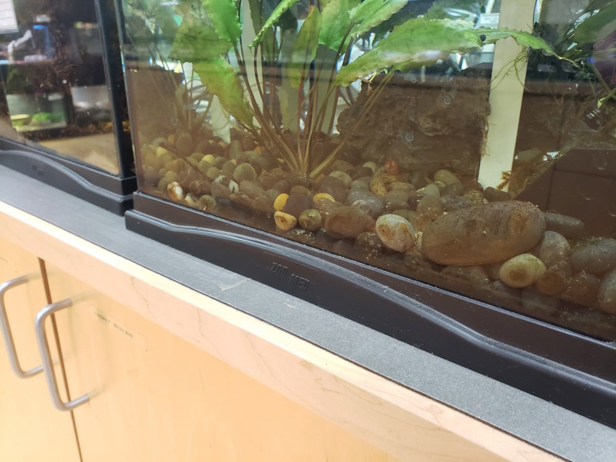 08640GALSCRN – Screen Tank Top for 40 Gallon Tanks | Zoo Med ...